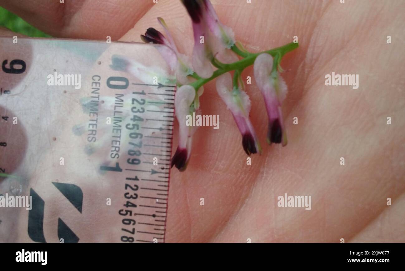 common ramping-fumitory (Fumaria muralis) Plantae Stock Photo - Alamy