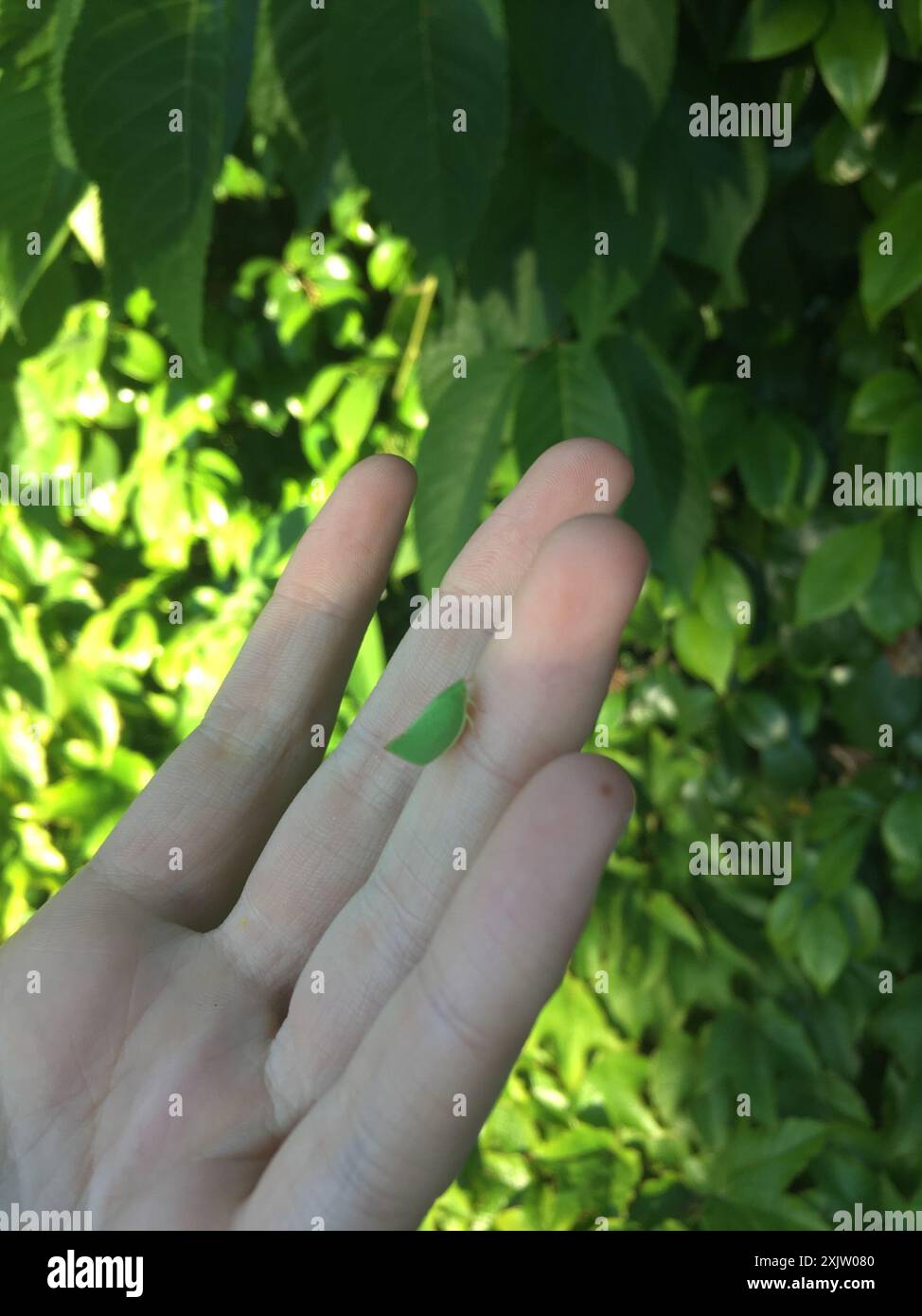 Torpedo Bug (Siphanta acuta) Insecta Stock Photo - Alamy