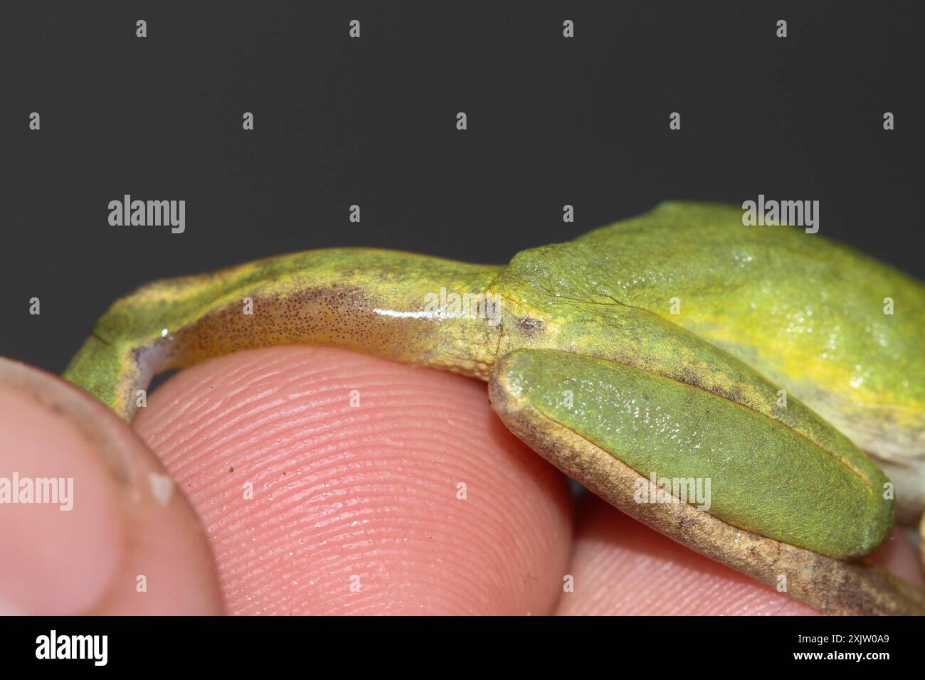 Squirrel Treefrog (Hyla squirella) Amphibia Stock Photo - Alamy
