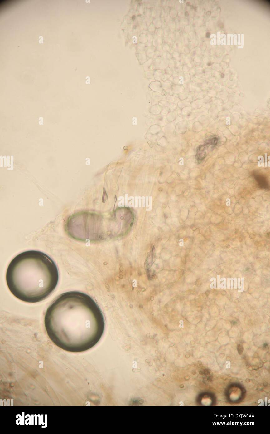 Satin Shield (Pluteus plautus) Fungi Stock Photo - Alamy