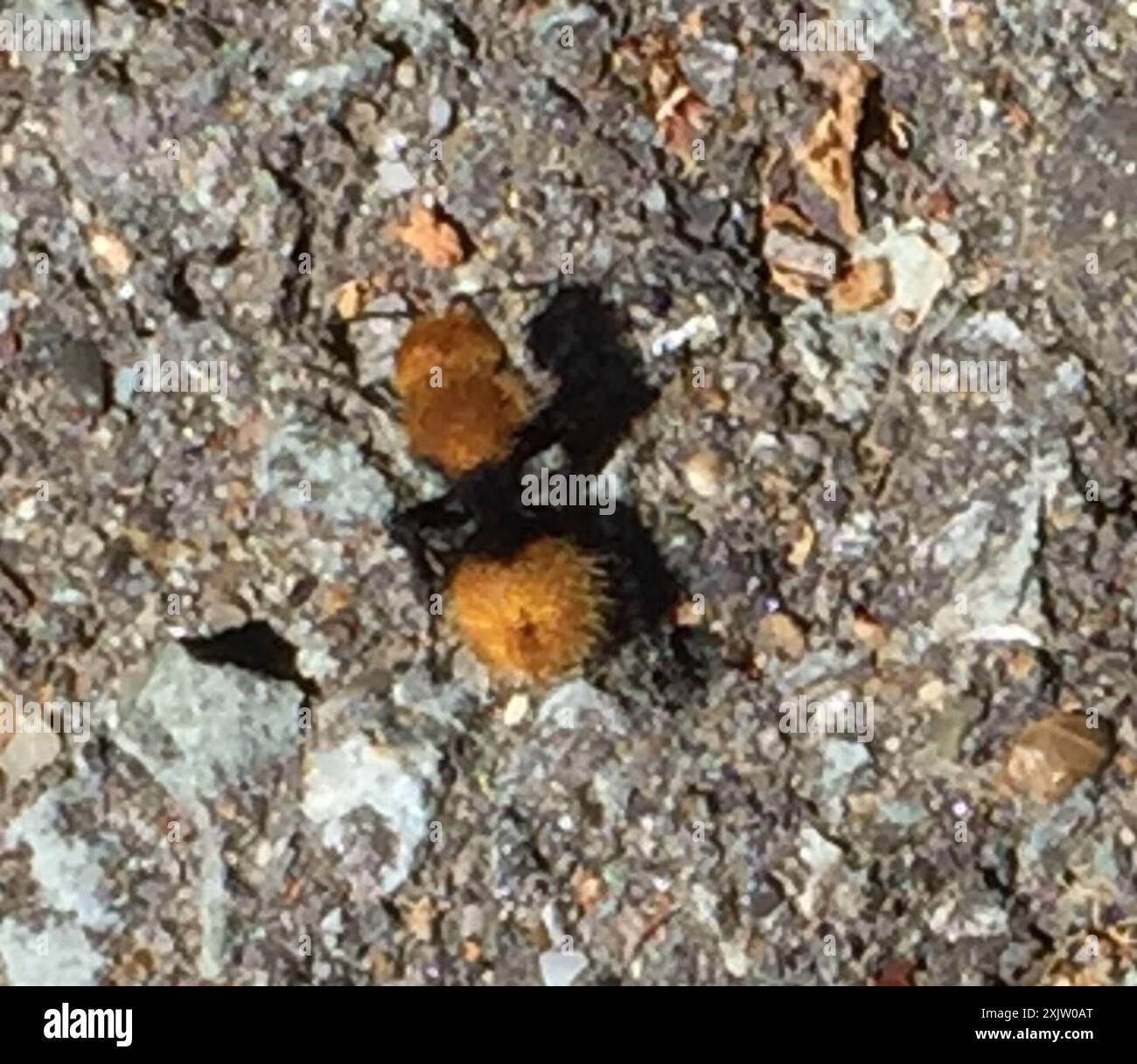 Pacific Velvet Ant (Dasymutilla aureola) Insecta Stock Photo - Alamy
