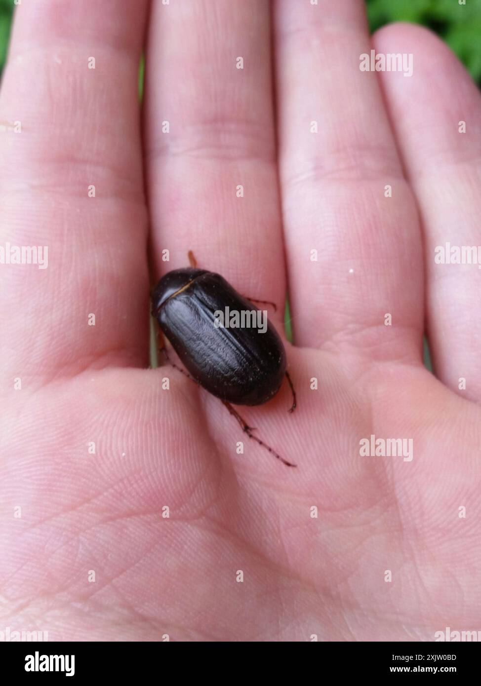 May Beetles (Phyllophaga) Insecta Stock Photo - Alamy