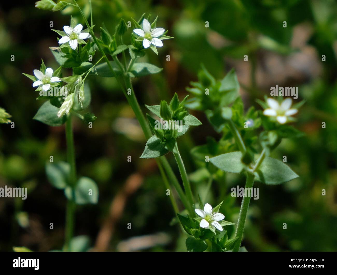 Thyme-leaved Sandwort (Arenaria serpyllifolia) Plantae Stock Photo - Alamy