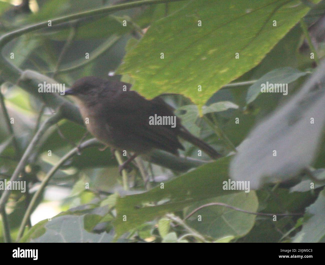 Olive-winged Bulbul (Pycnonotus plumosus) Aves Stock Photo - Alamy