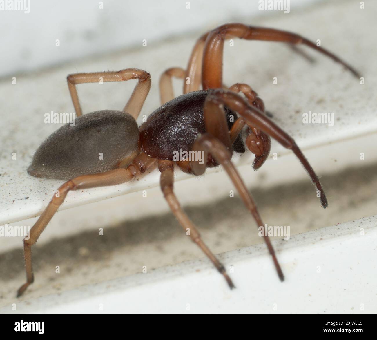 Bull-headed sac spider (Trachelas pacificus) Arachnida Stock Photo - Alamy