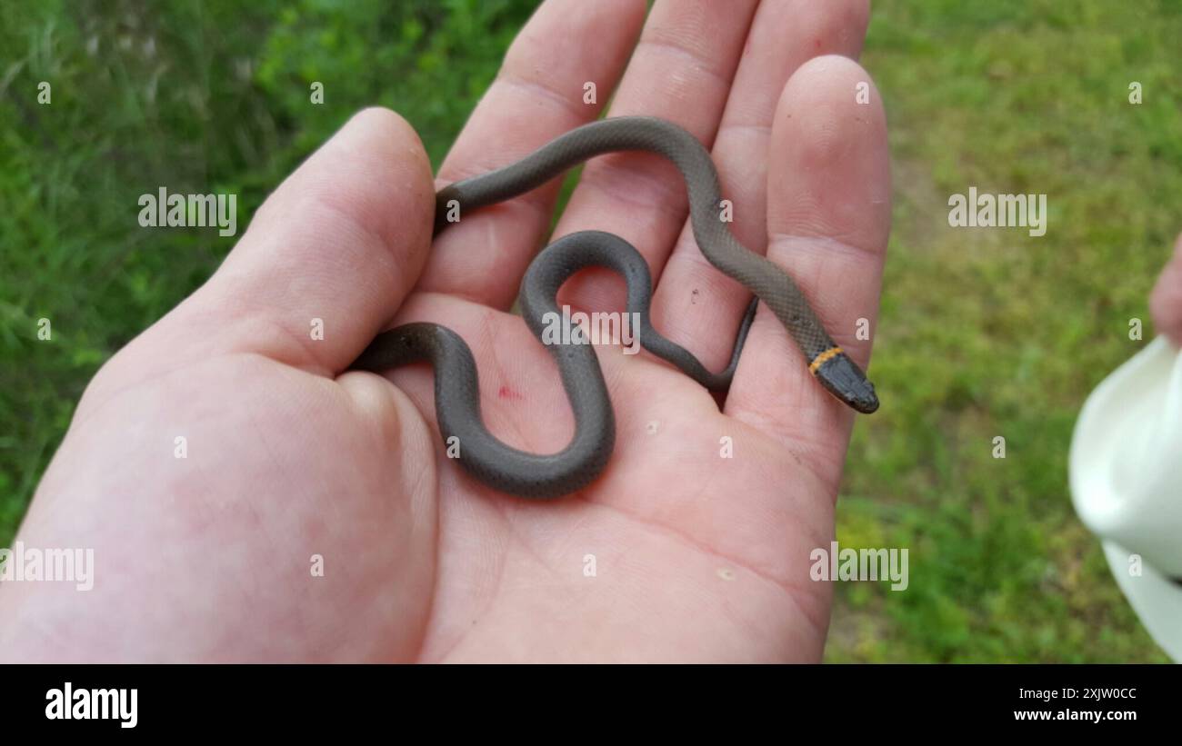 ring-necked snake (Diadophis punctatus) Reptilia Stock Photo - Alamy