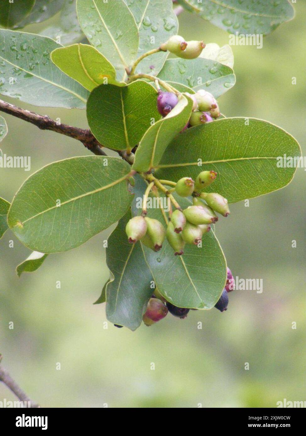 Waterberry hi-res stock photography and images - Alamy
