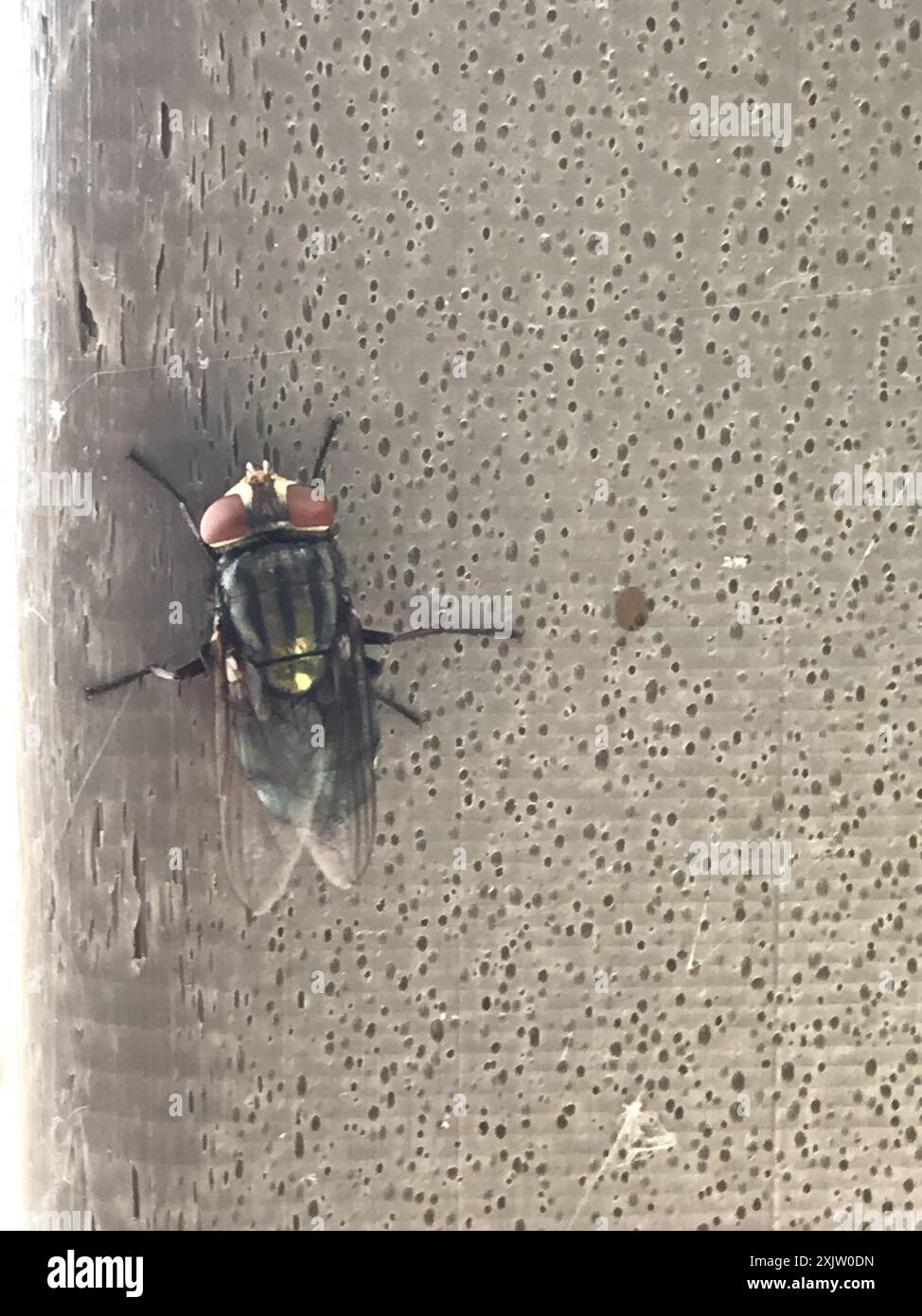 Secondary Screwworm Fly (Cochliomyia macellaria) Insecta Stock Photo ...