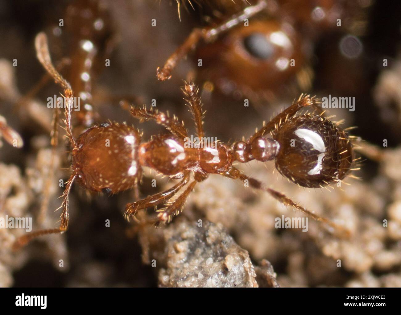 Red Imported Fire Ant (Solenopsis invicta) Insecta Stock Photo - Alamy