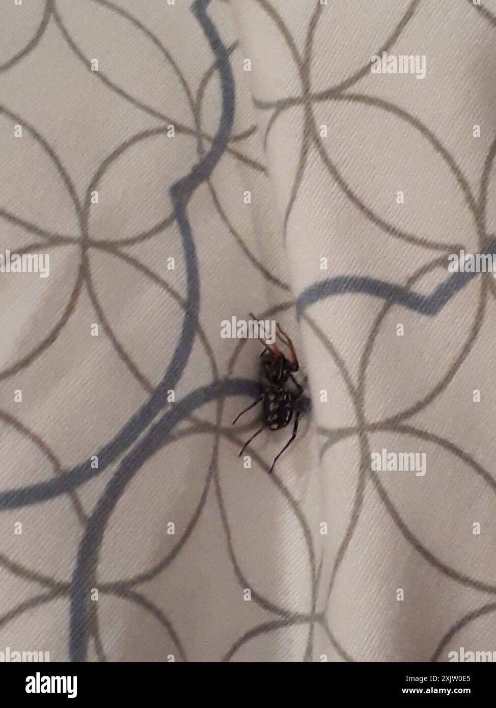 Spotted Ground Swift Spider (Nyssus coloripes) Arachnida Stock Photo ...