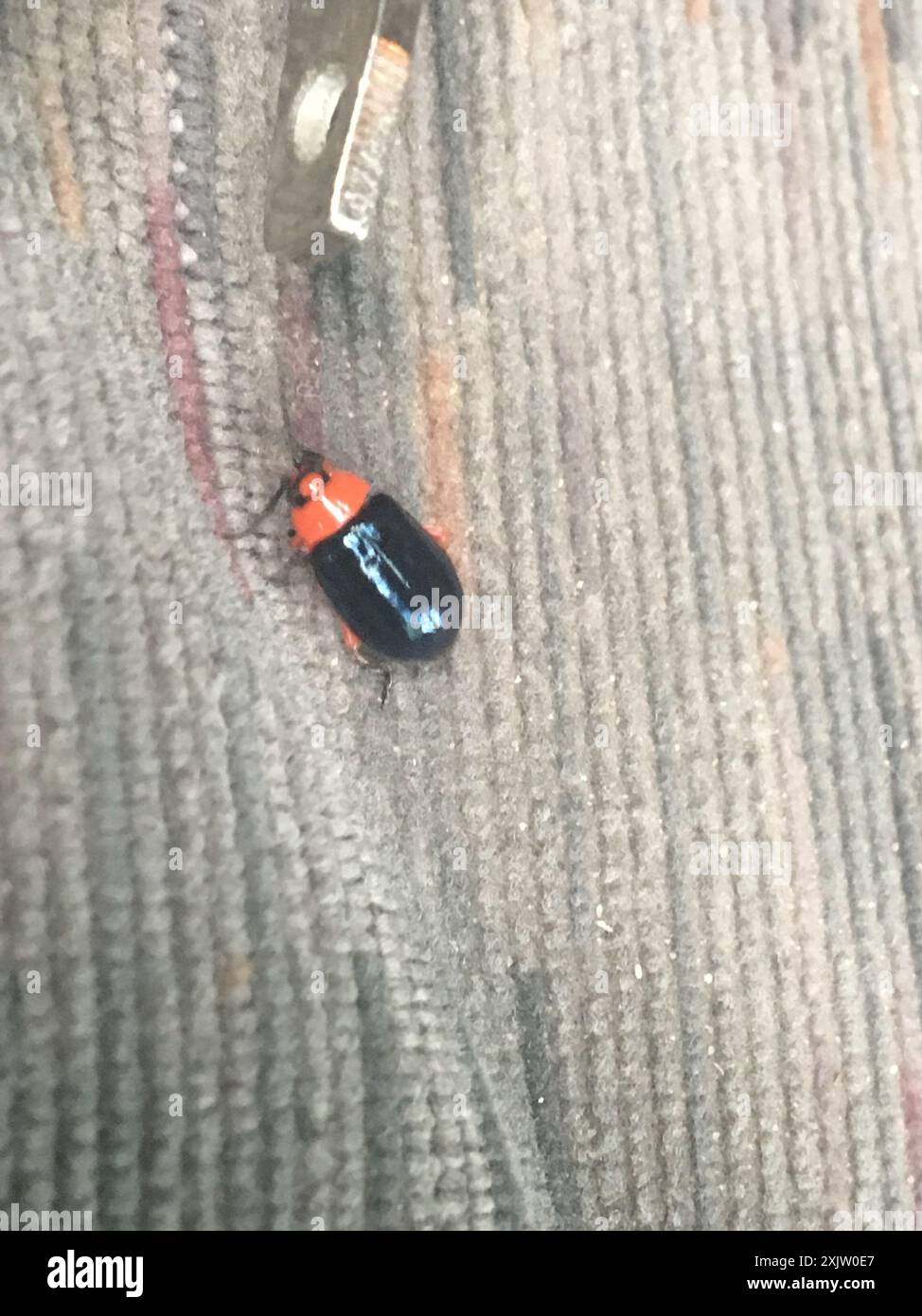 Shiny Flea Beetle (Asphaera lustrans) Insecta Stock Photo - Alamy