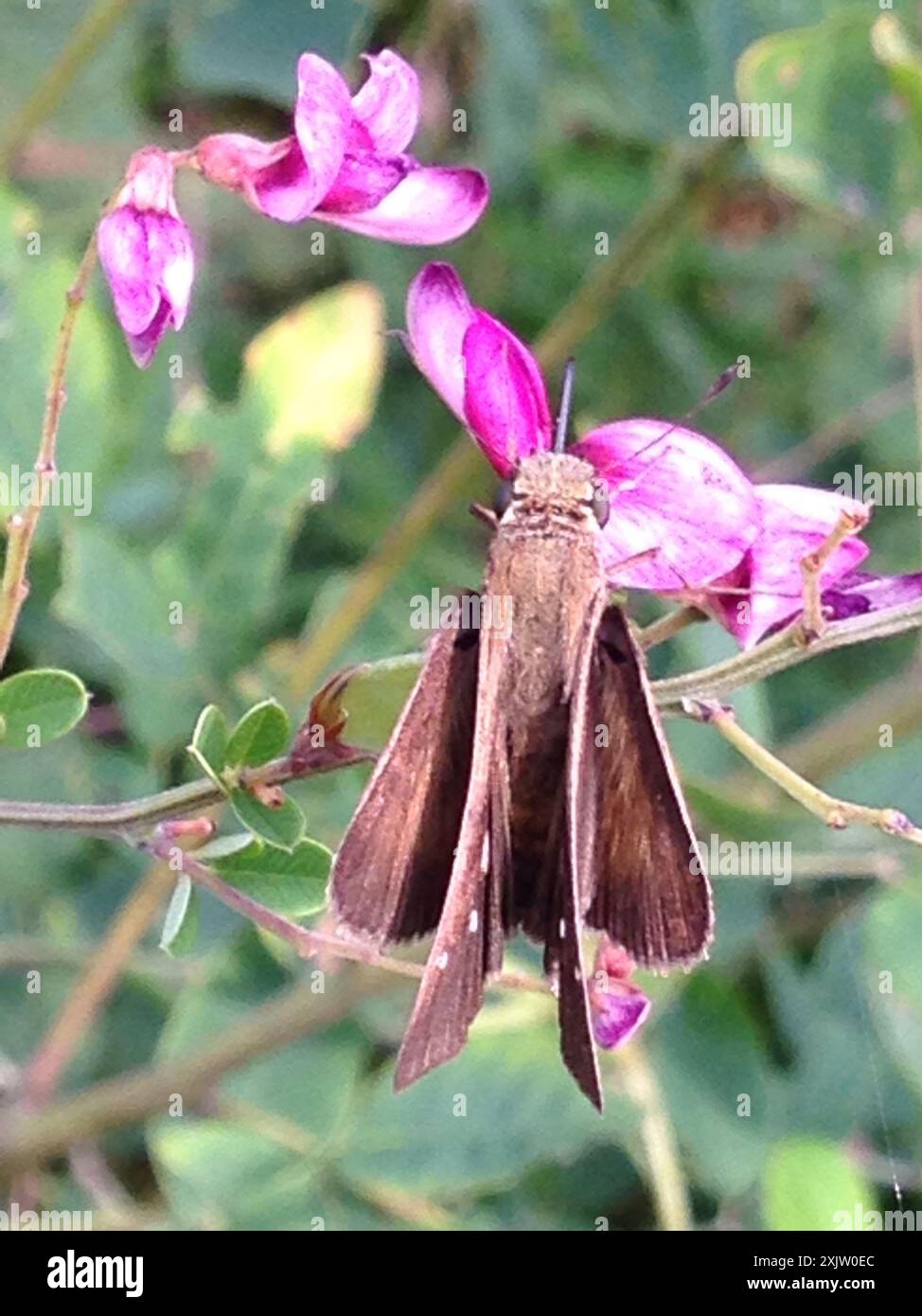 Ocola Skipper (Panoquina ocola) Insecta Stock Photo - Alamy