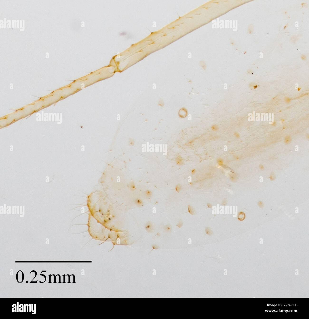 Pine Needle Aphids (Eulachnus) Insecta Stock Photo - Alamy