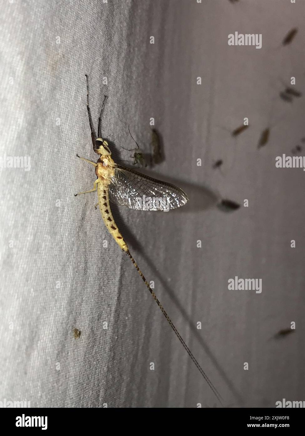 Giant Mayflies (Hexagenia) Insecta Stock Photo - Alamy