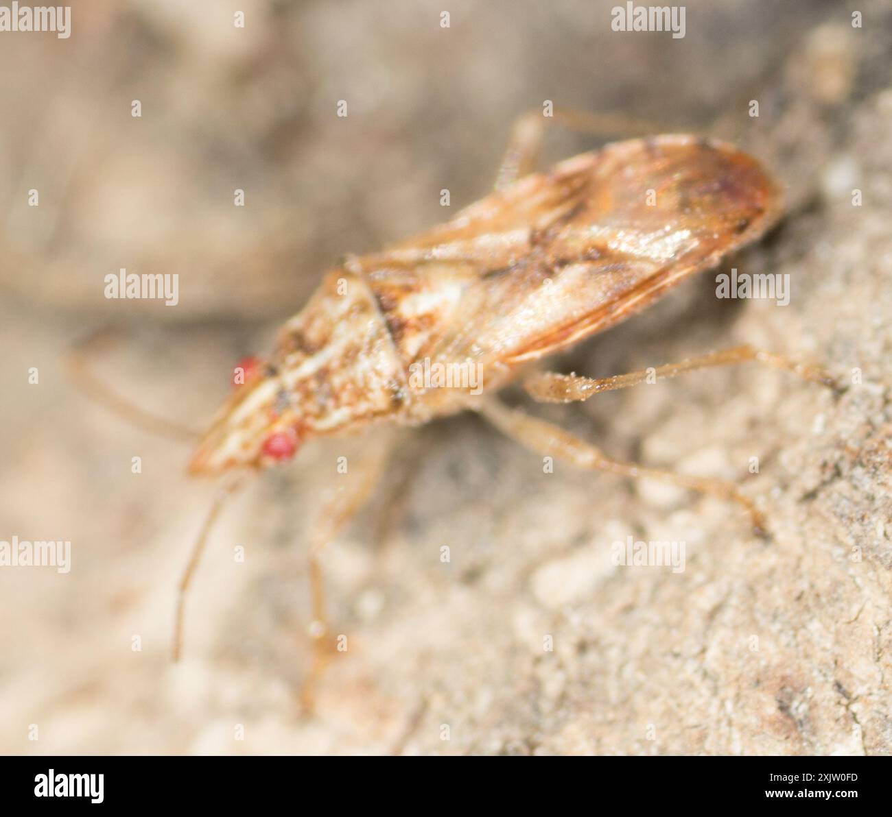 Sycamore Seed Bug (Belonochilus numenius) Insecta Stock Photo - Alamy