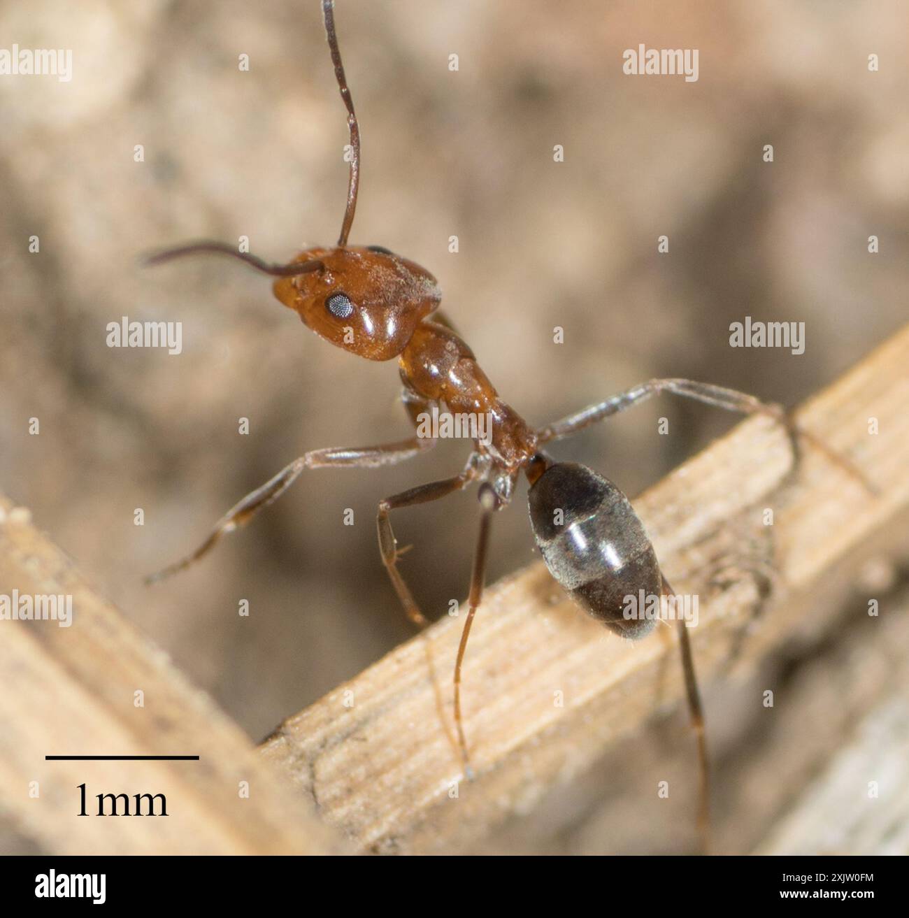 Pyramid Ants (Dorymyrmex) Insecta Stock Photo - Alamy