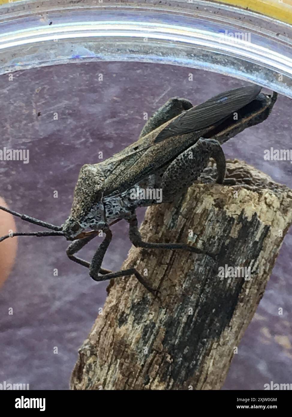 sweet potato bug (Physomerus grossipes) Insecta Stock Photo - Alamy