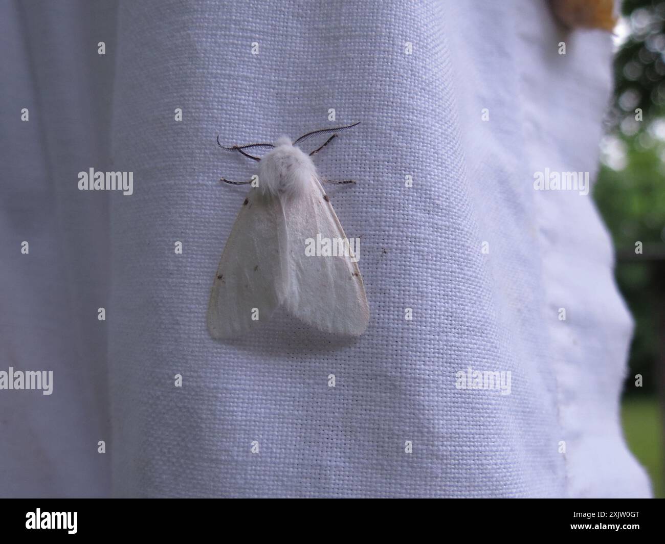 Fall Webworm Moth (Hyphantria cunea) Insecta Stock Photo - Alamy