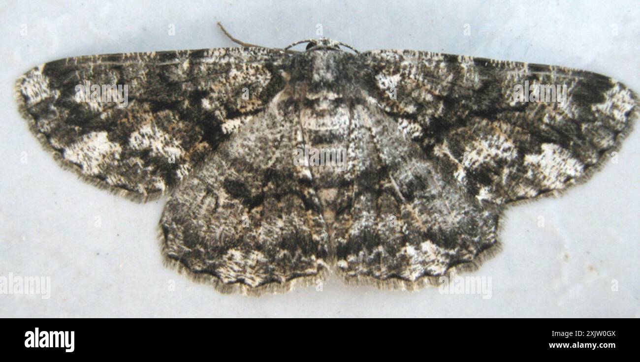 Geometer Moths (Geometridae) Insecta Stock Photo - Alamy