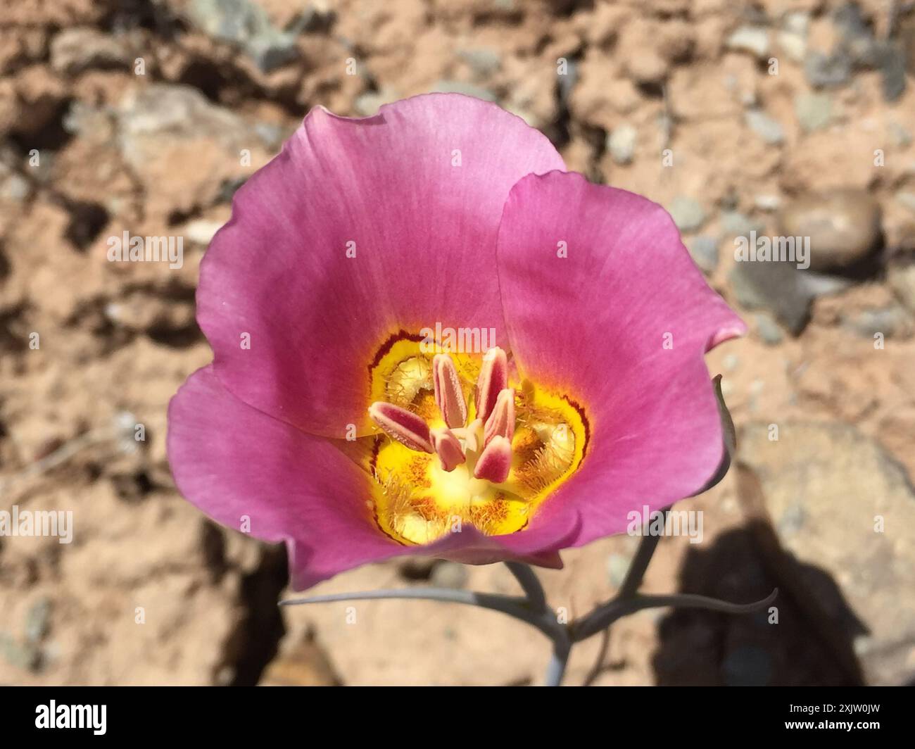Sego Lily (Calochortus nuttallii) Plantae Stock Photo - Alamy