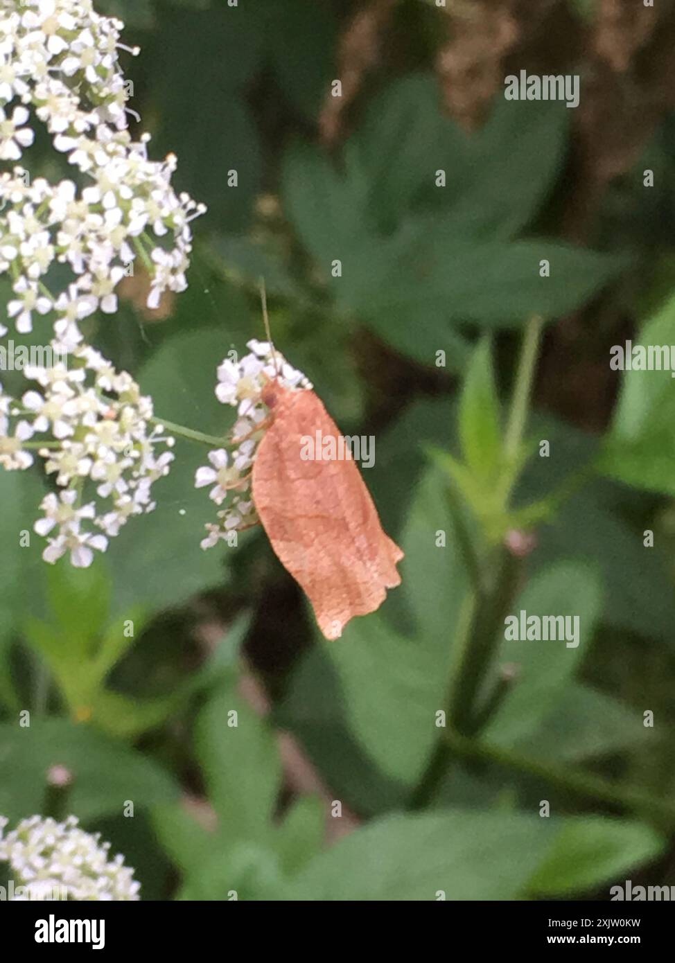 Tortricid Leafroller Moths and Allies (Tortricoidea) Insecta Stock ...
