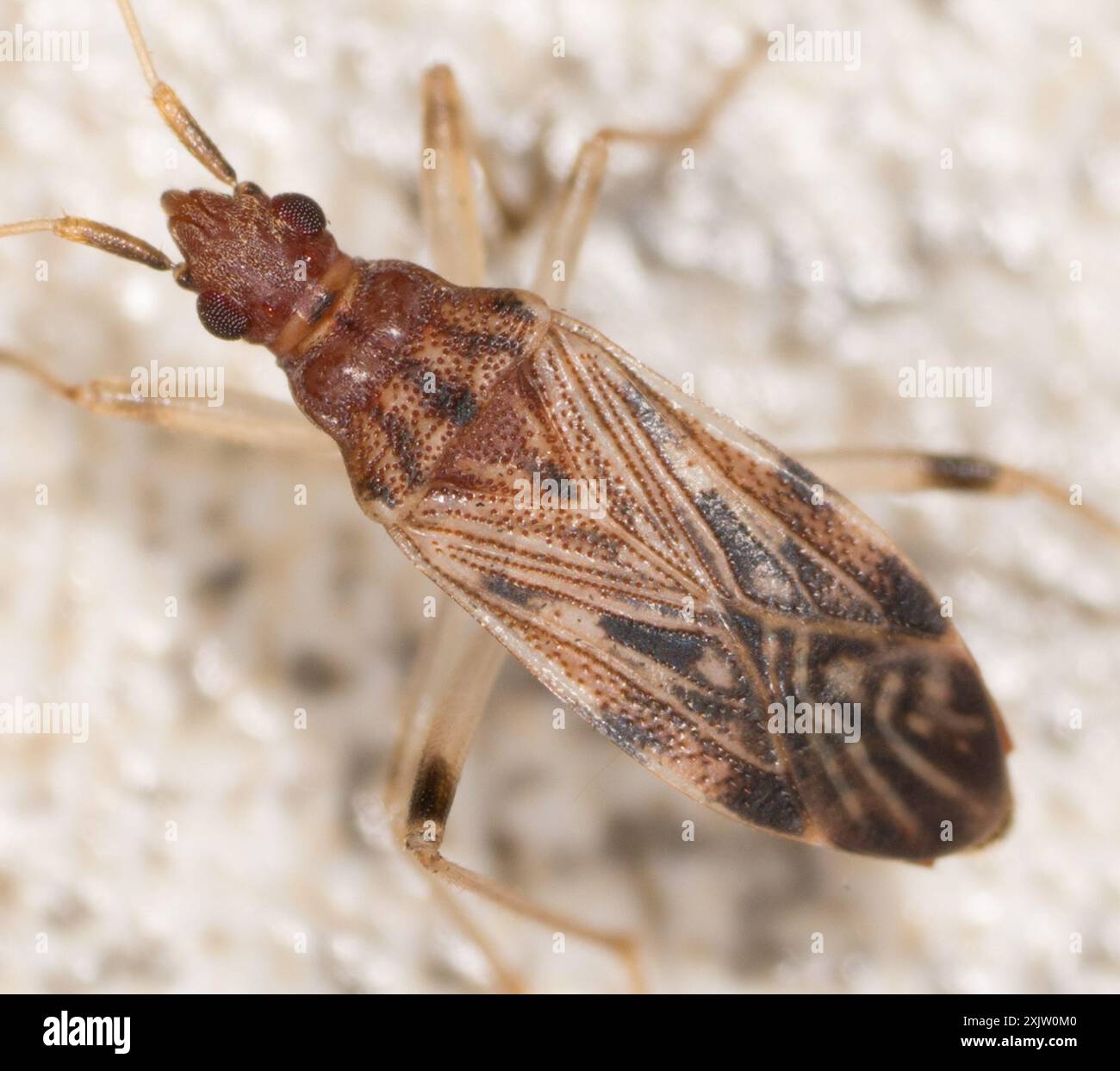 (Ozophora occidentalis) Insecta Stock Photo - Alamy