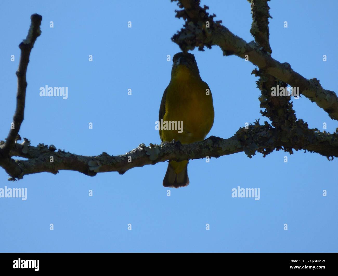 Thick-billed Euphonia (Euphonia laniirostris) Aves Stock Photo - Alamy