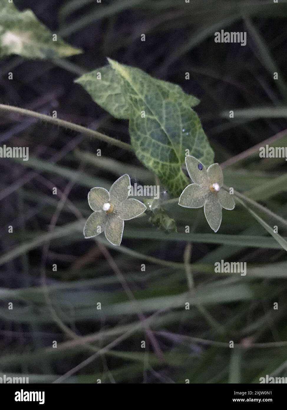 Pearl Milkweed (Matelea reticulata) Plantae Stock Photo - Alamy