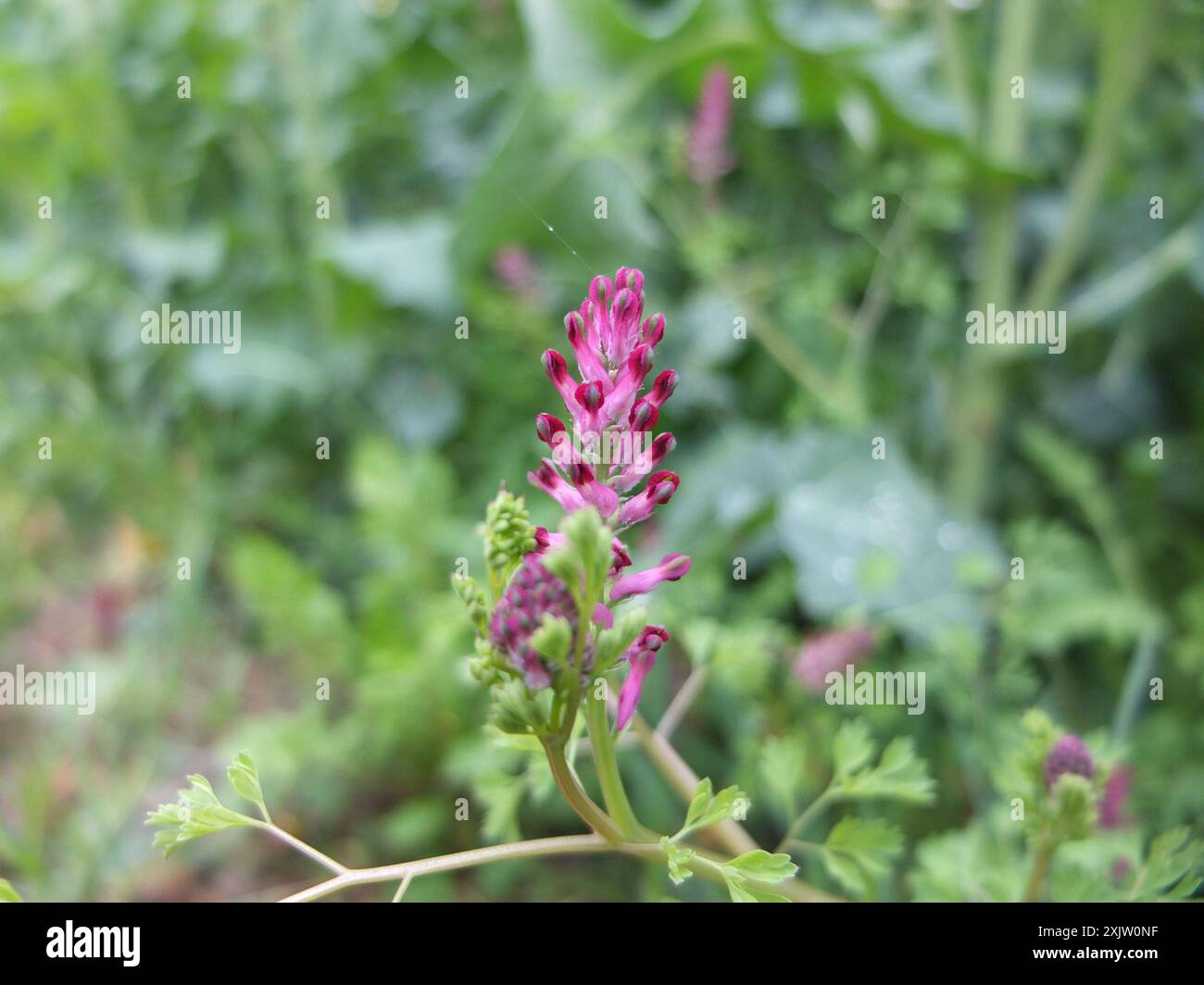 Common Fumitory (Fumaria officinalis) Plantae Stock Photo - Alamy
