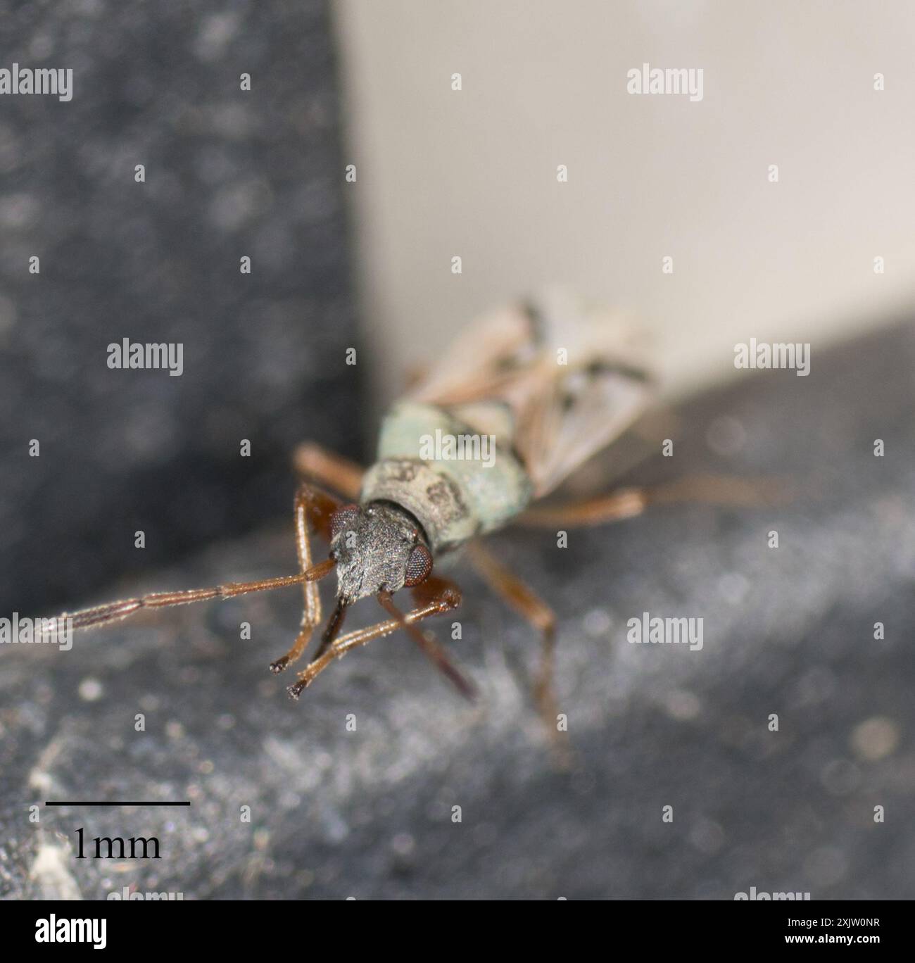 (Pseudopachybrachius vinctus) Insecta Stock Photo - Alamy