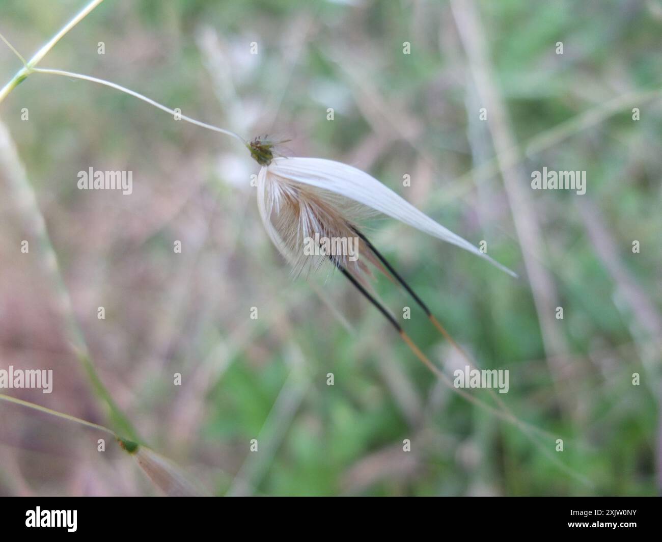 animated oat (Avena sterilis) Plantae Stock Photo - Alamy