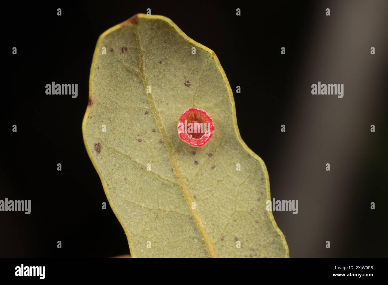 Disc Gall Wasp (Feron parmula) Insecta Stock Photo - Alamy