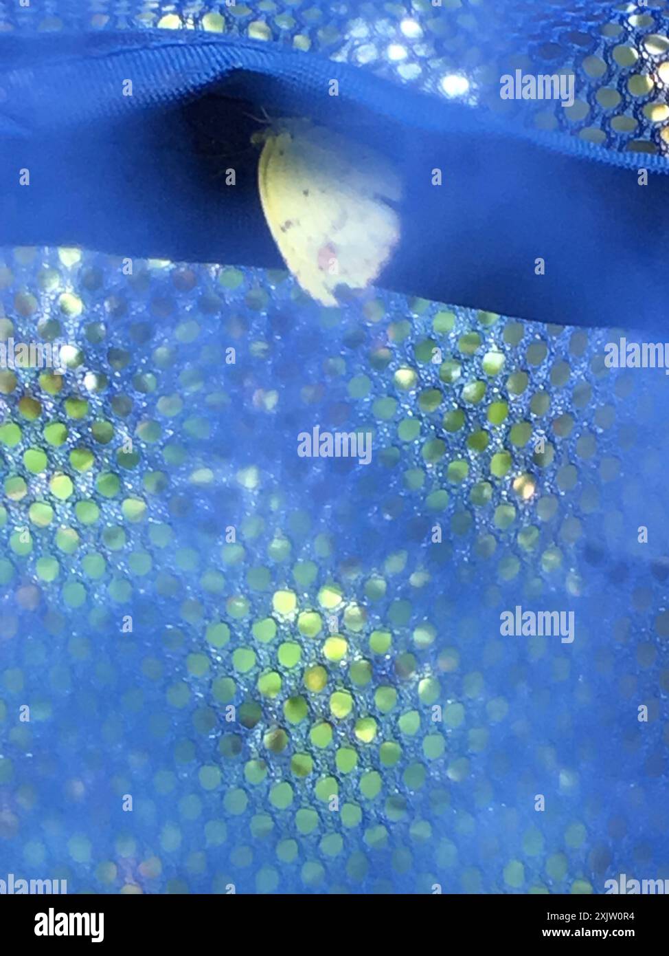 Little Yellow (Pyrisitia lisa) Insecta Stock Photo - Alamy