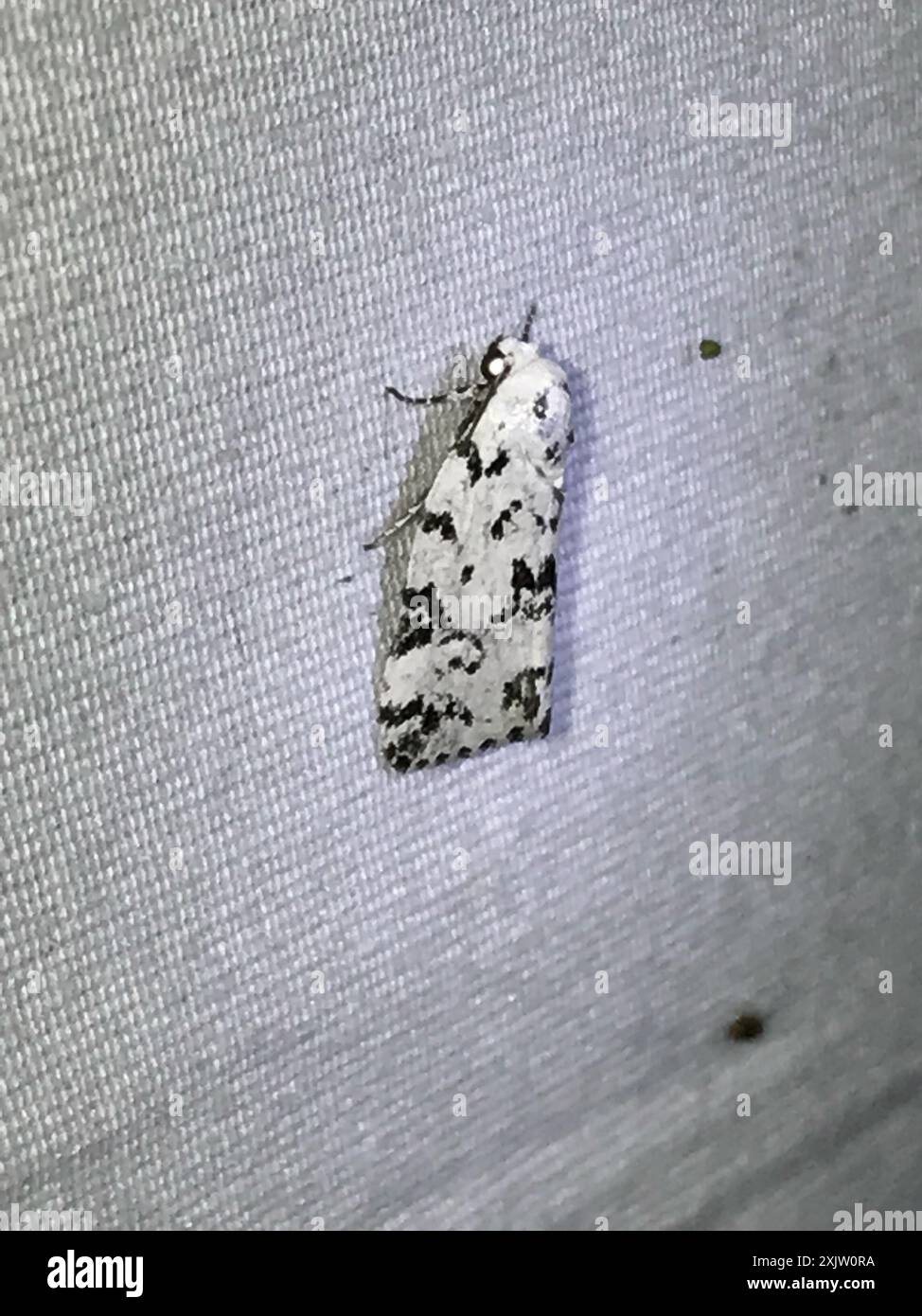 Hebrew Moth (Polygrammate hebraeicum) Insecta Stock Photo - Alamy