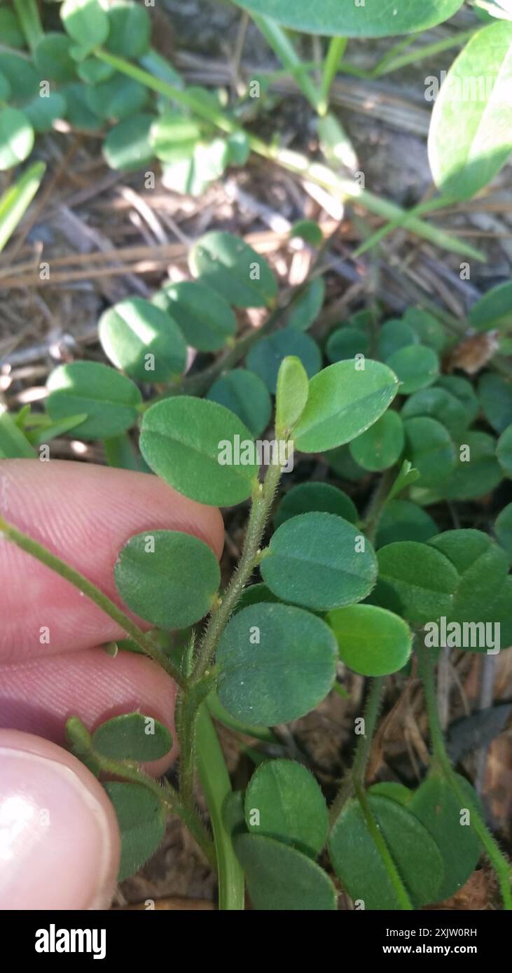 Rabbitbells (Crotalaria rotundifolia) Plantae Stock Photo - Alamy