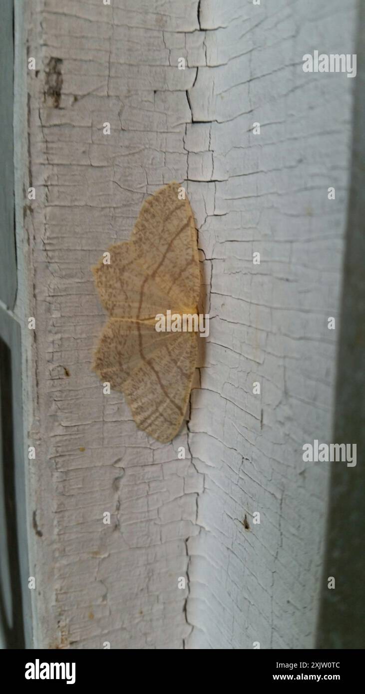 Besma moth hi-res stock photography and images - Alamy