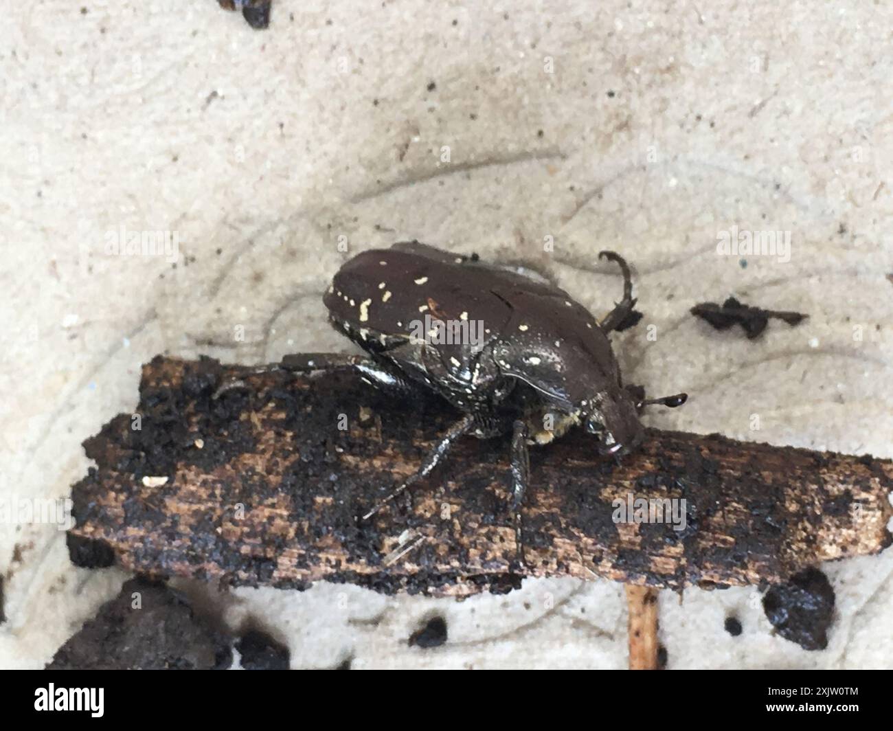 Mango Flower Beetle (Protaetia fusca) Insecta Stock Photo - Alamy