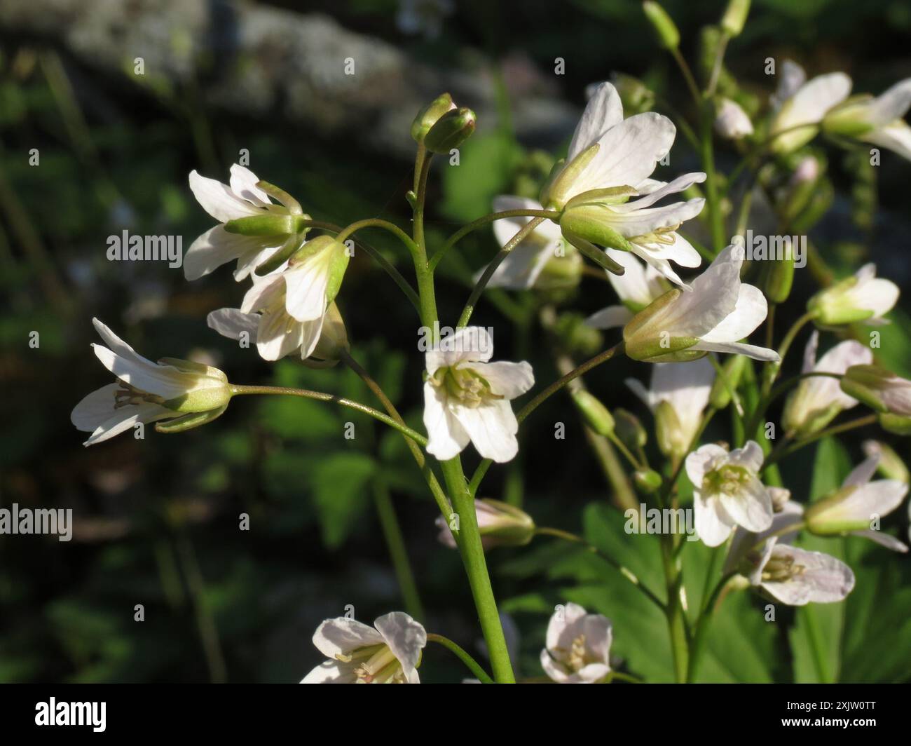 Two-leaved Toothwort (Cardamine diphylla) Plantae Stock Photo - Alamy