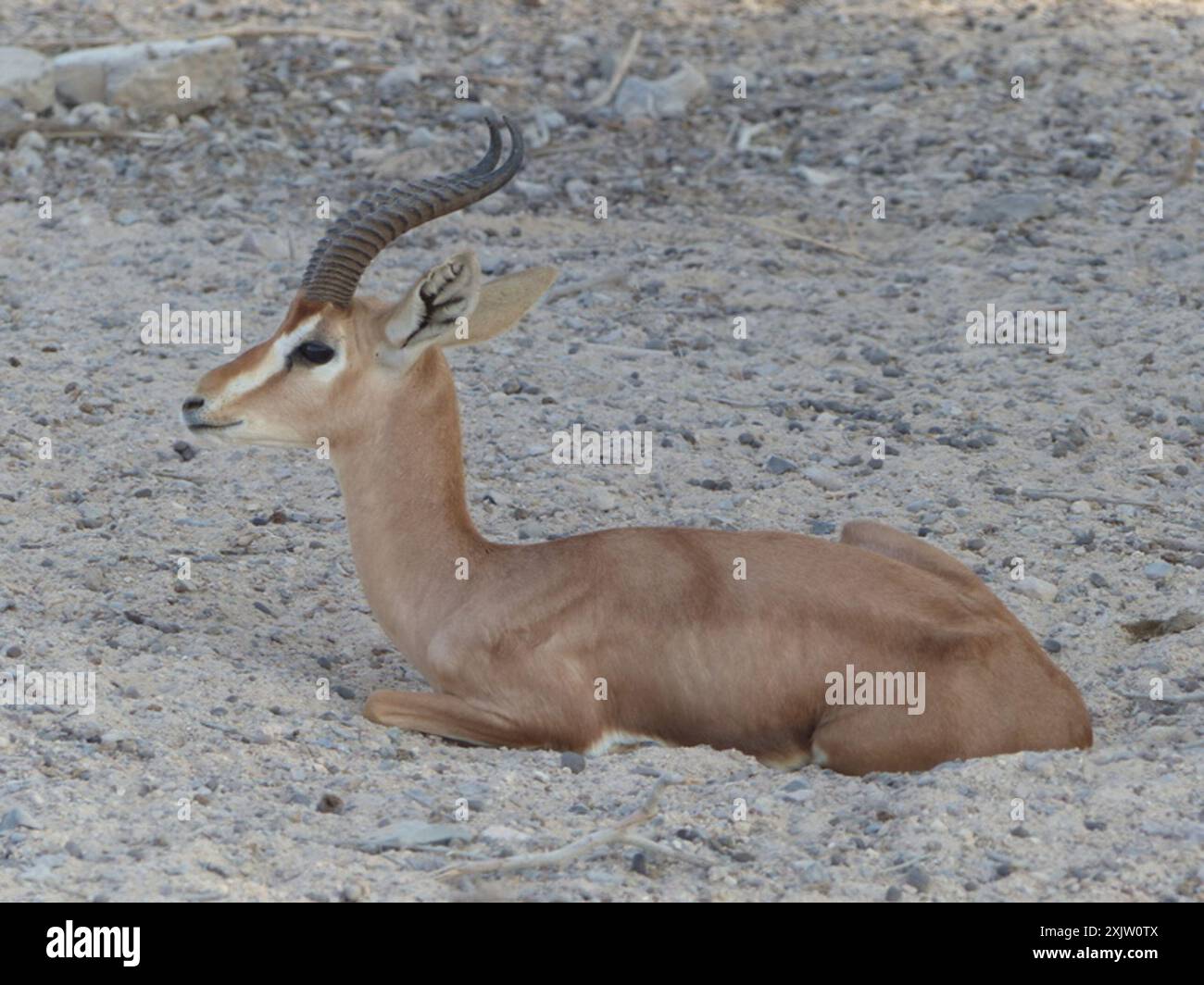 Gazelle arabica hi-res stock photography and images - Alamy
