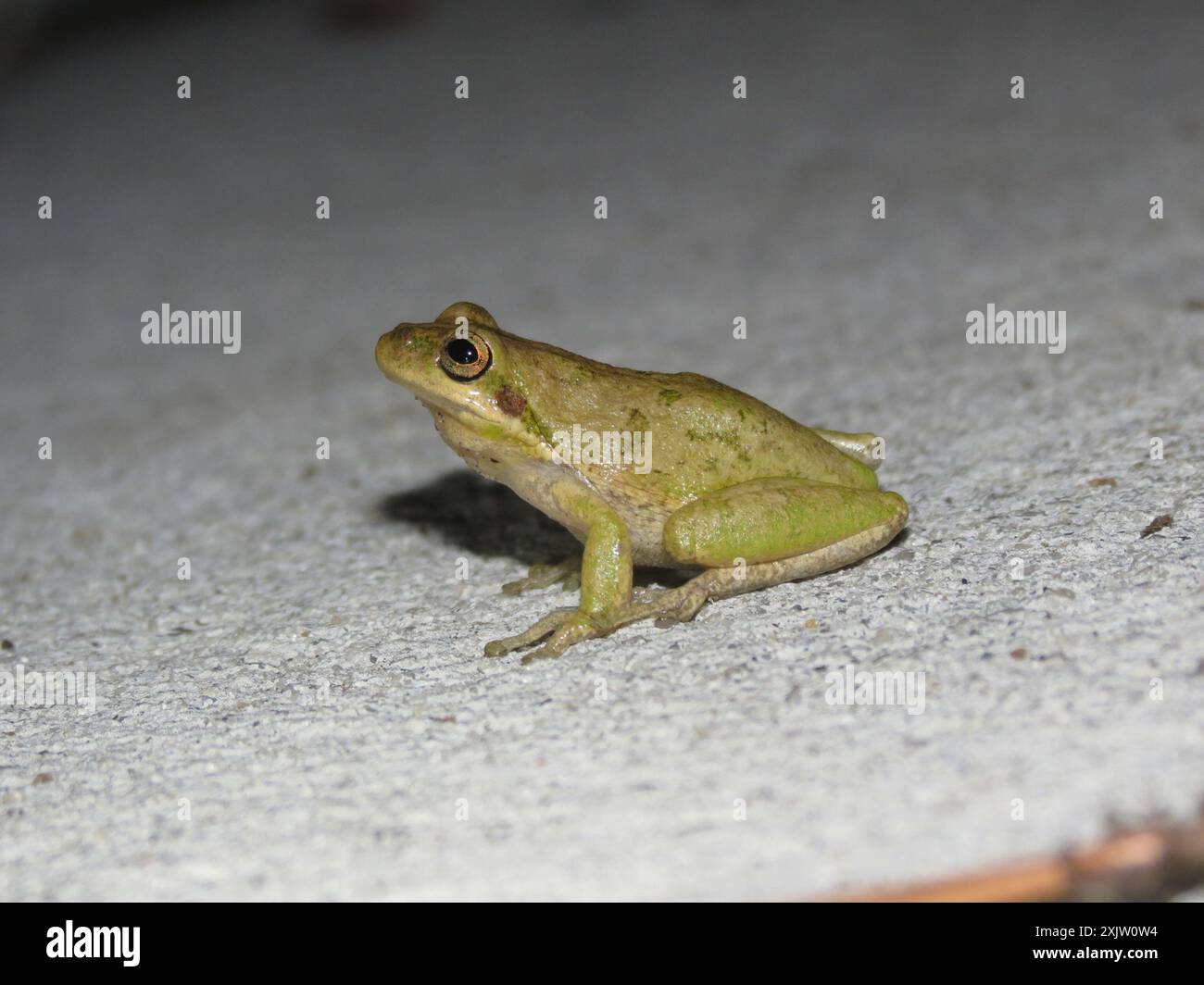 Squirrel Treefrog (Hyla squirella) Amphibia Stock Photo - Alamy