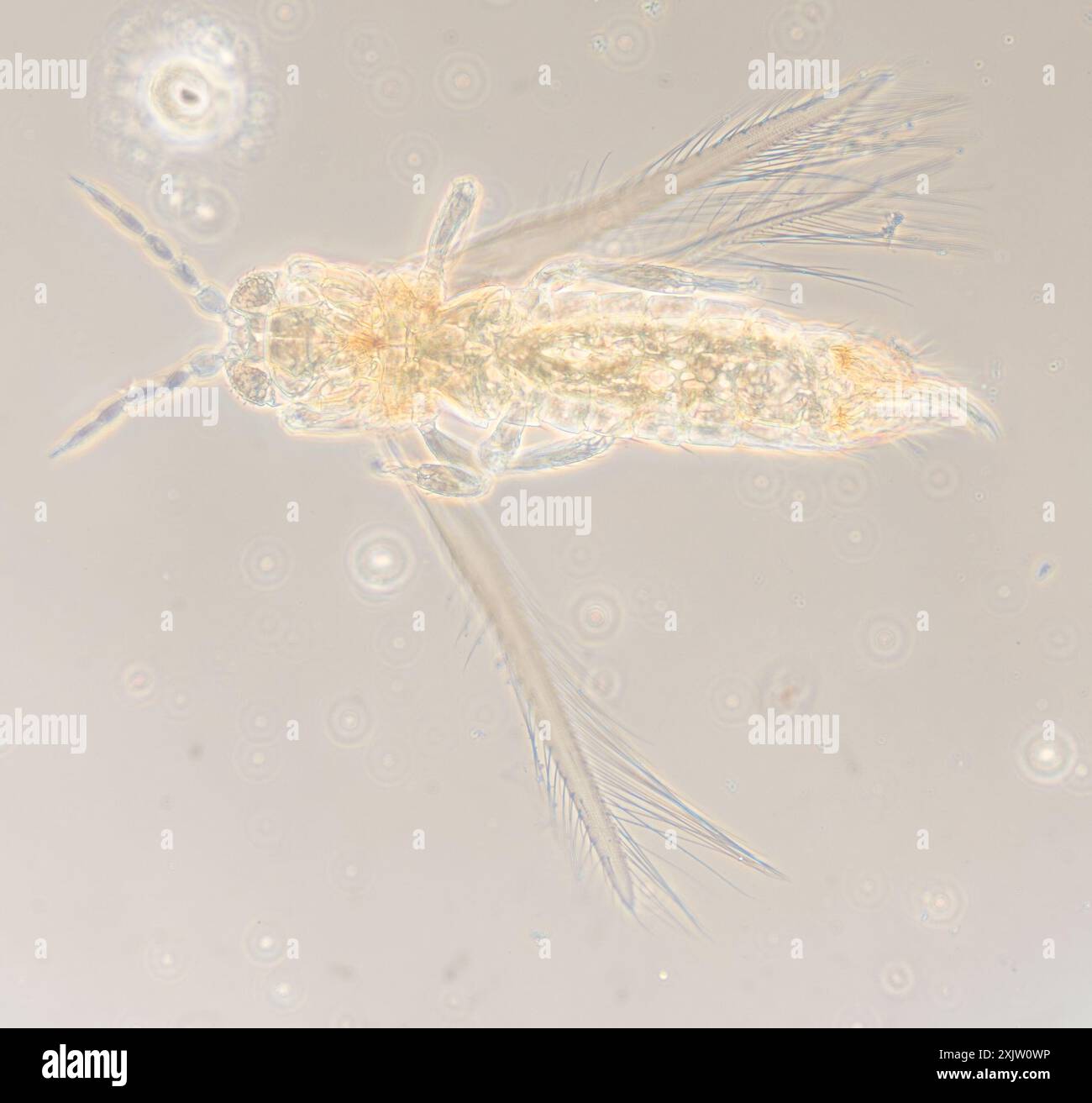 Chilli Thrips (Scirtothrips dorsalis) Insecta Stock Photo - Alamy