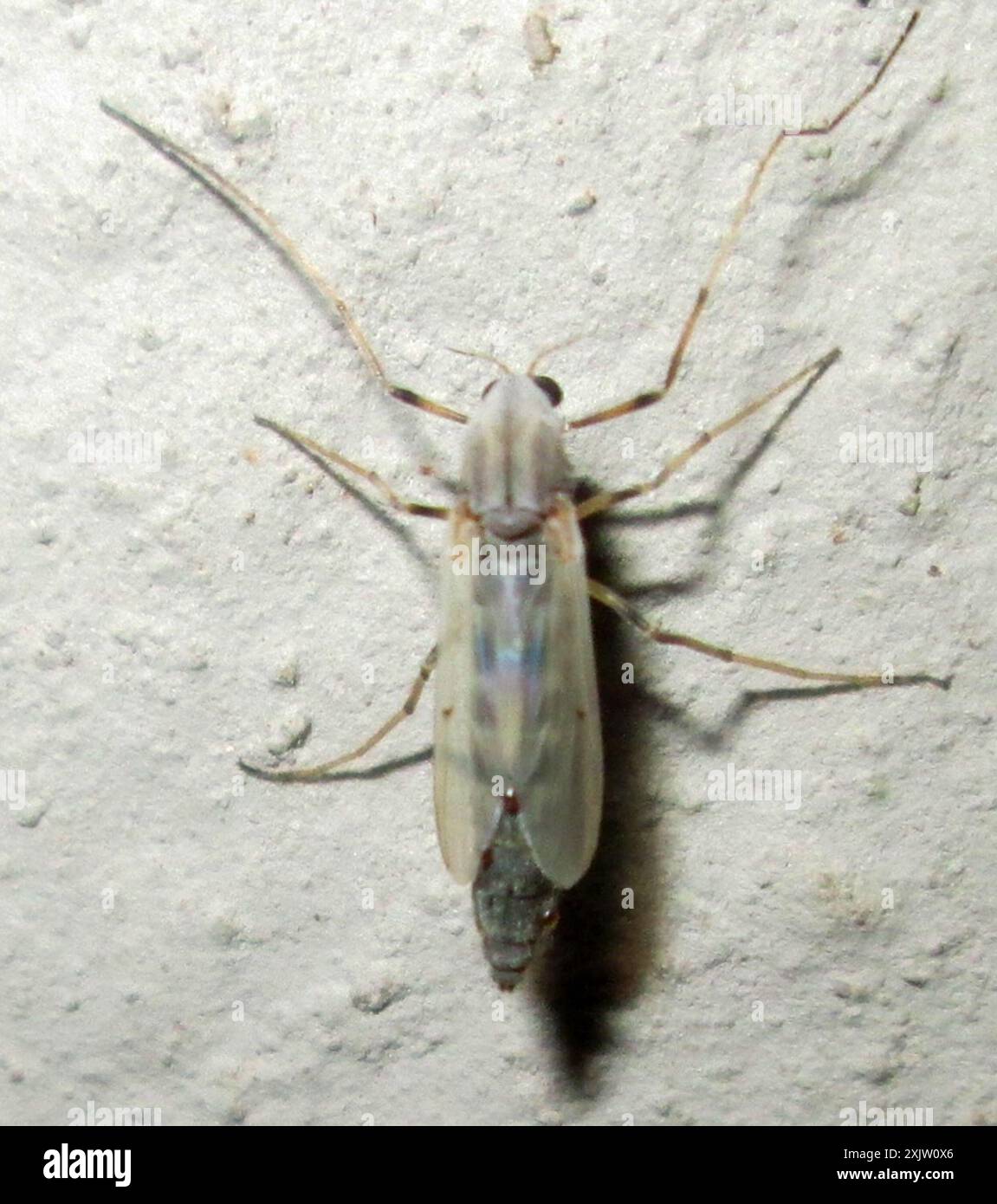 Non-biting Midges (Chironomidae) Insecta Stock Photo - Alamy