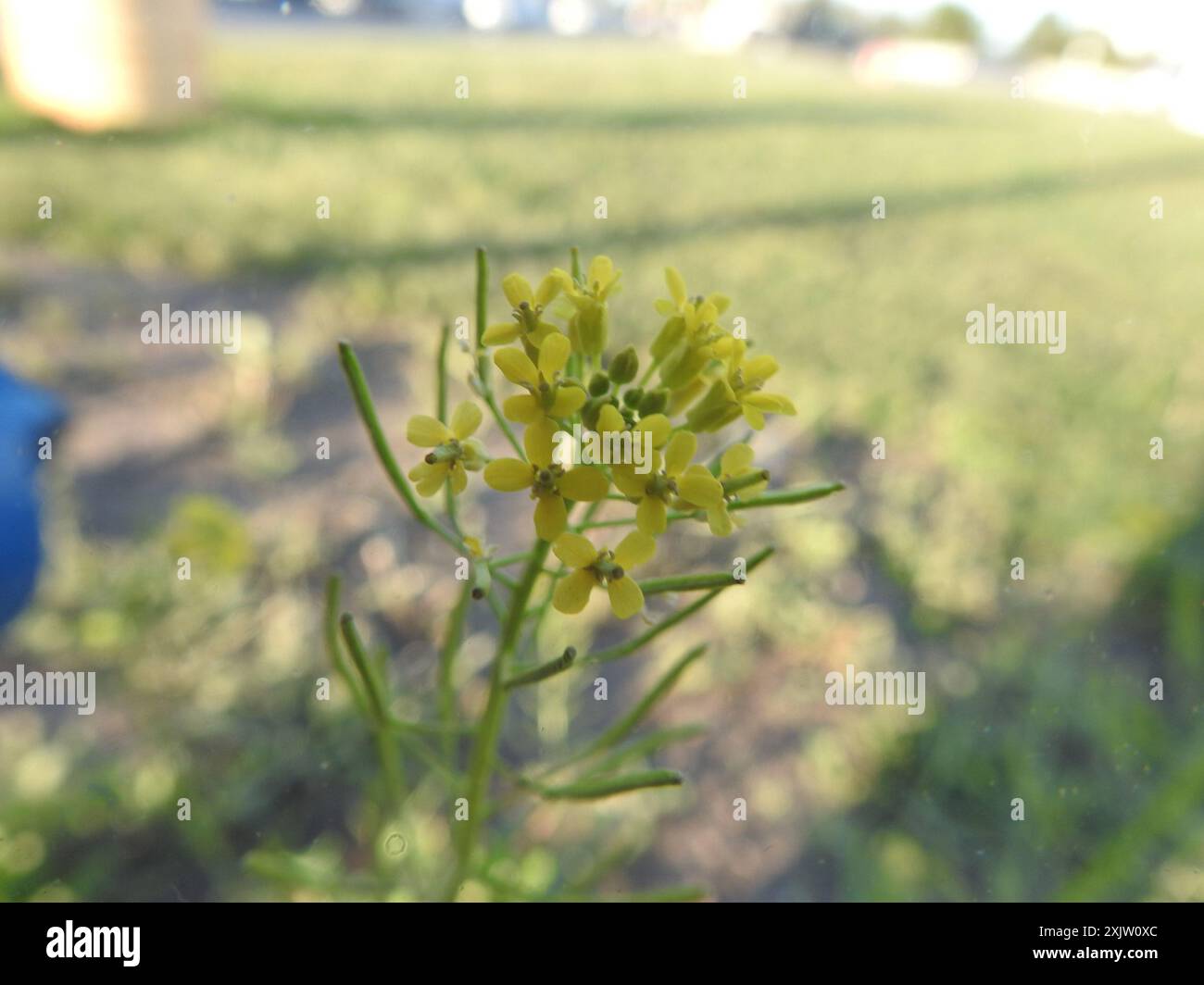 mustard family (Brassicaceae) Plantae Stock Photo - Alamy