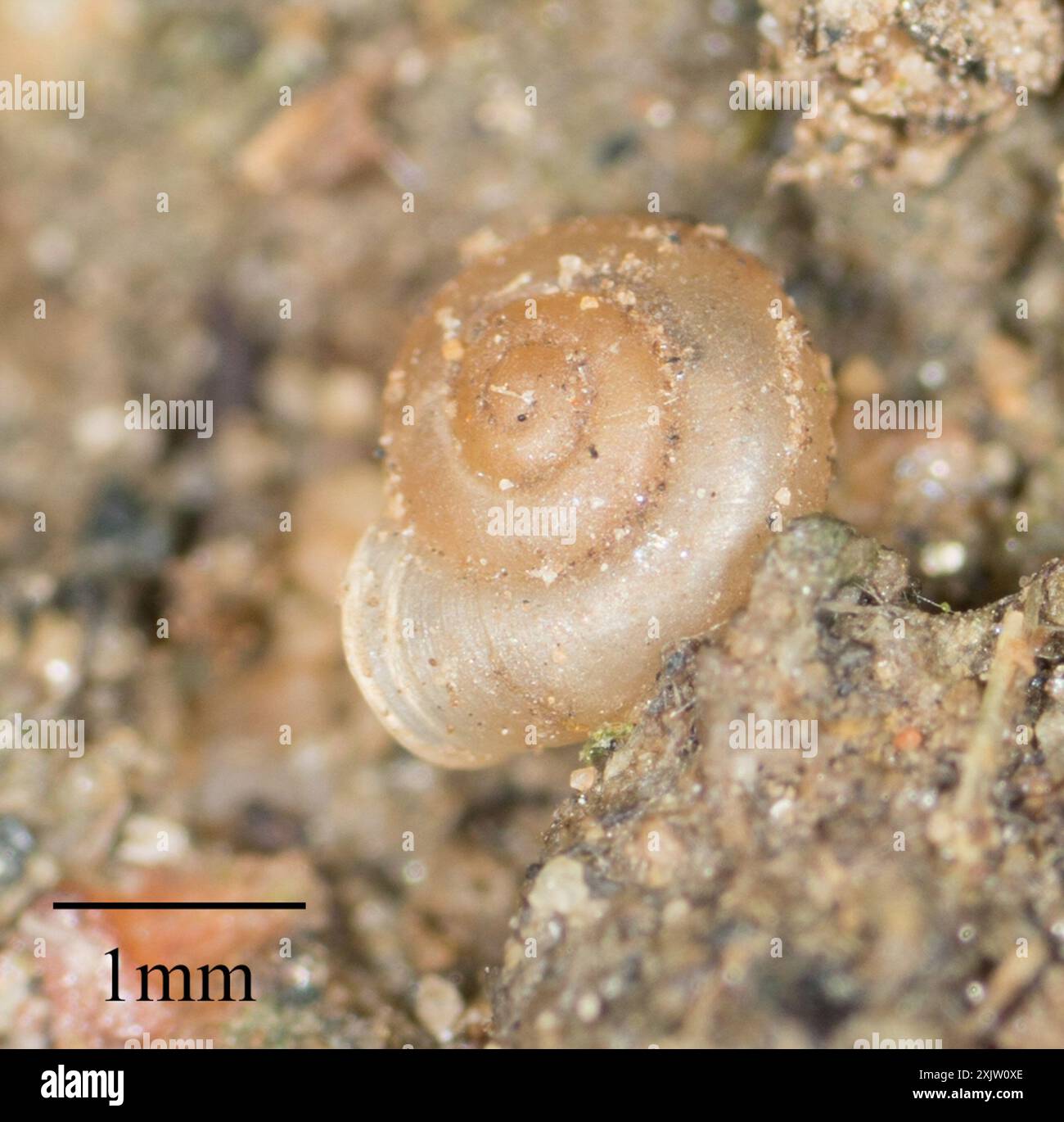 Grass-snails (Vallonia) Mollusca Stock Photo - Alamy