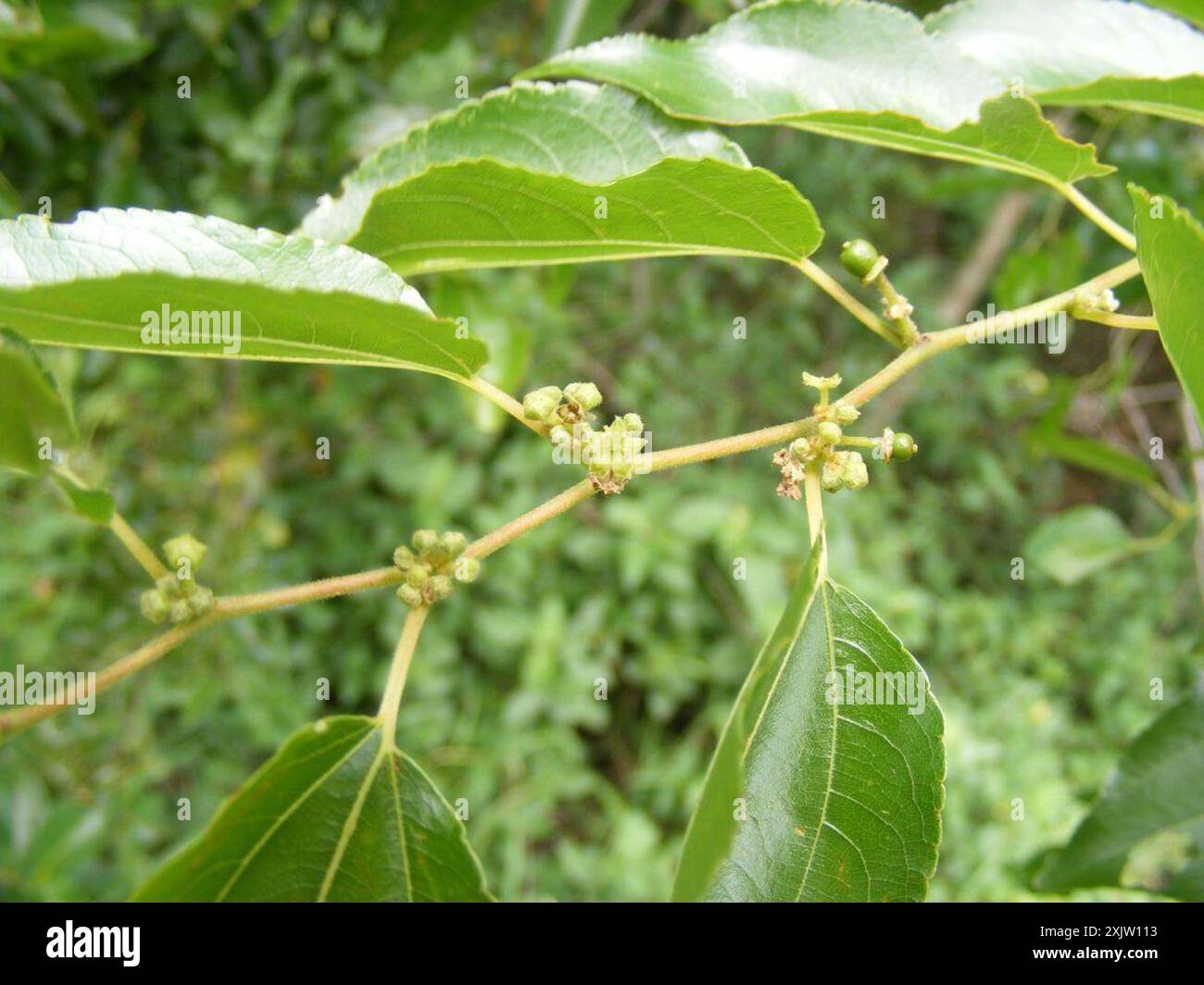 Buffalo-thorn (Ziziphus mucronata mucronata) Plantae Stock Photo - Alamy