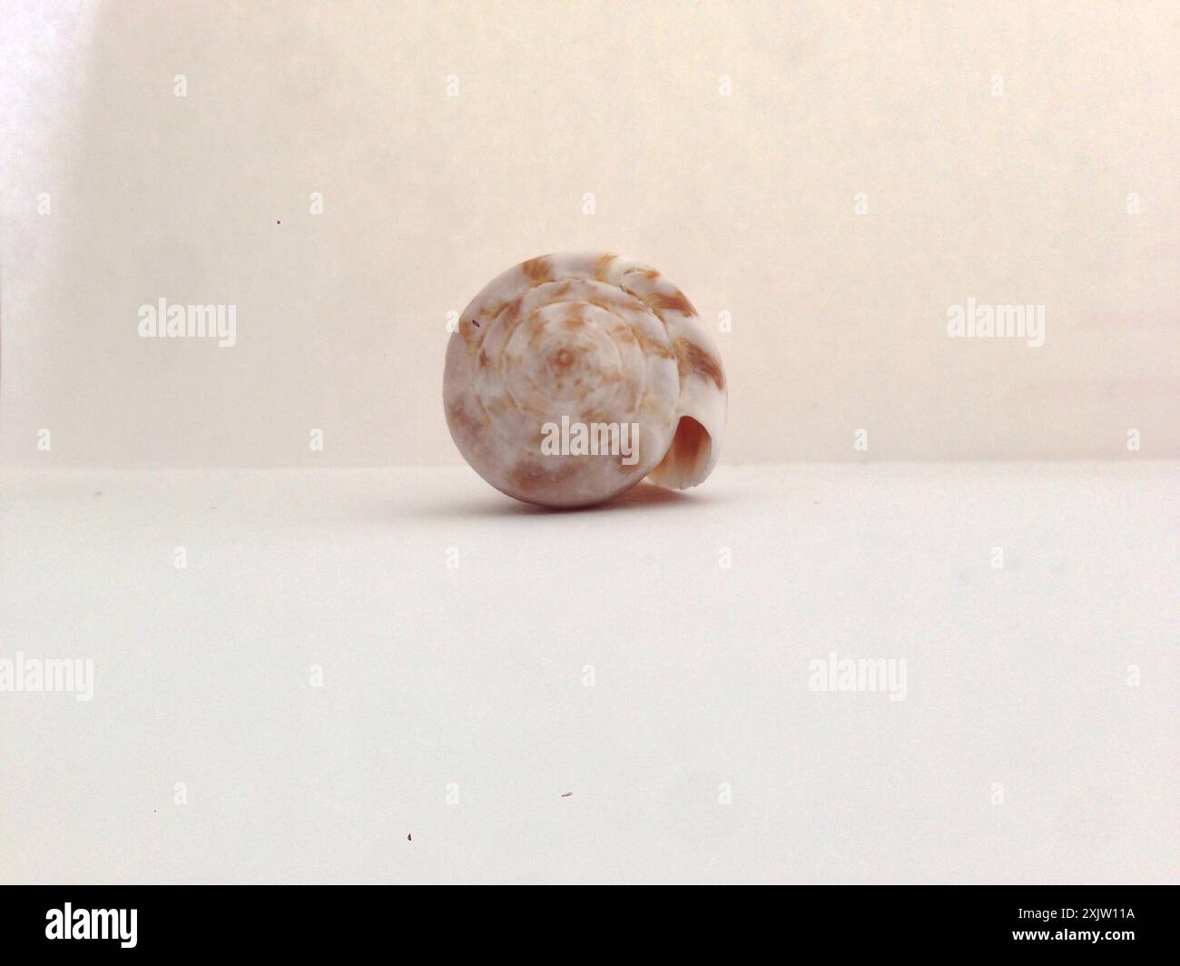 Conus ventricosus hi-res stock photography and images - Alamy