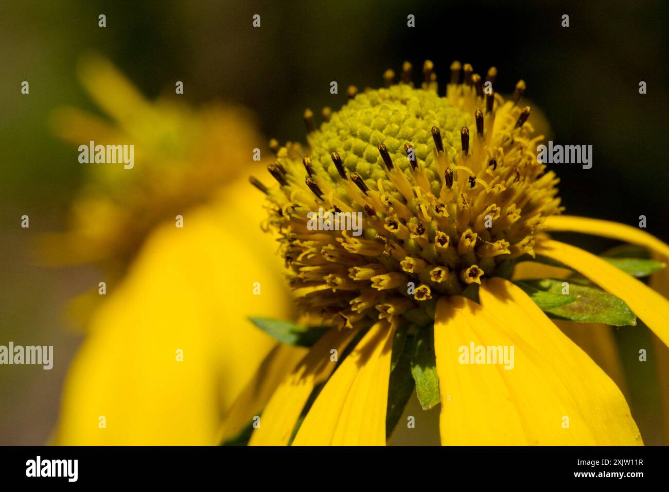 cutleaf coneflower (Rudbeckia laciniata) Plantae Stock Photo - Alamy