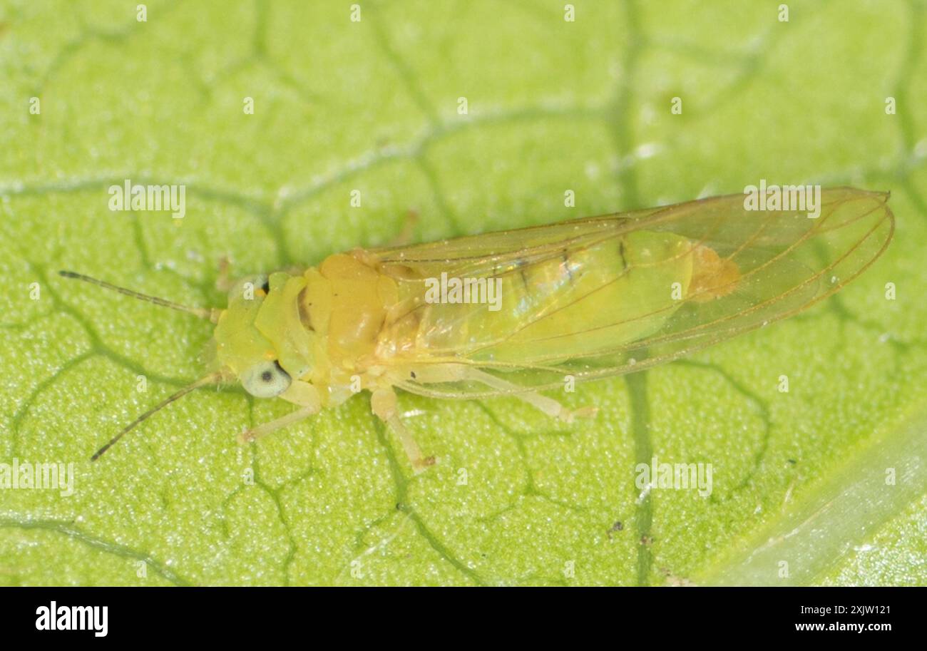 Spotted Gum Lerp Psyllid (Eucalyptolyma maideni) Insecta Stock Photo ...