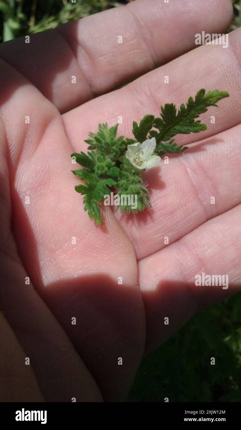 Phacelia distant hi-res stock photography and images - Alamy