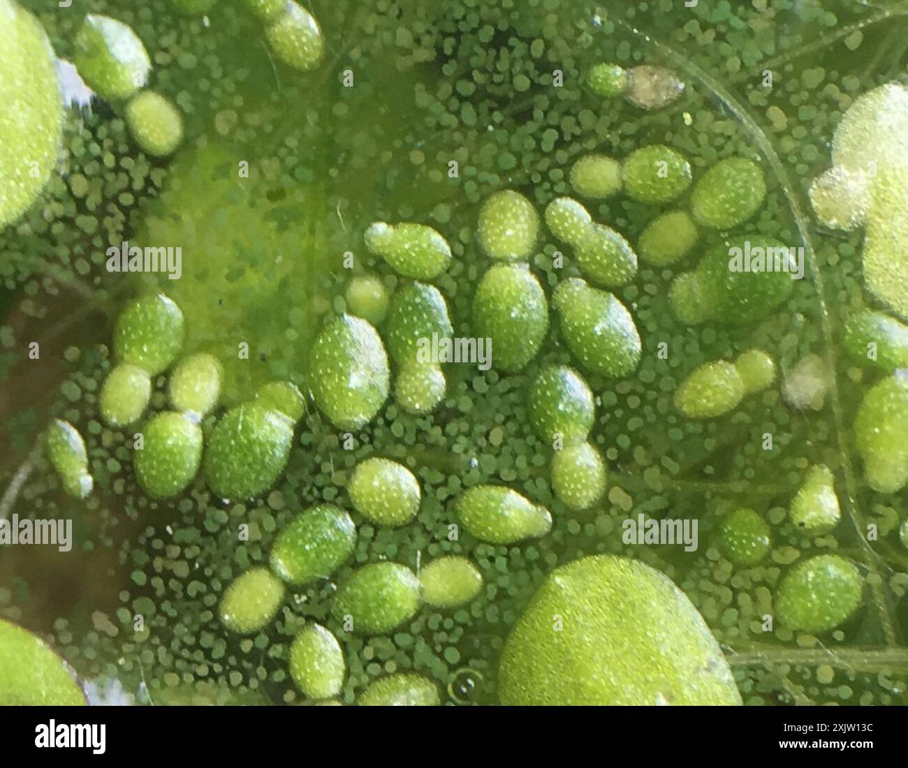 Brazilian watermeal (Wolffia brasiliensis) Plantae Stock Photo - Alamy